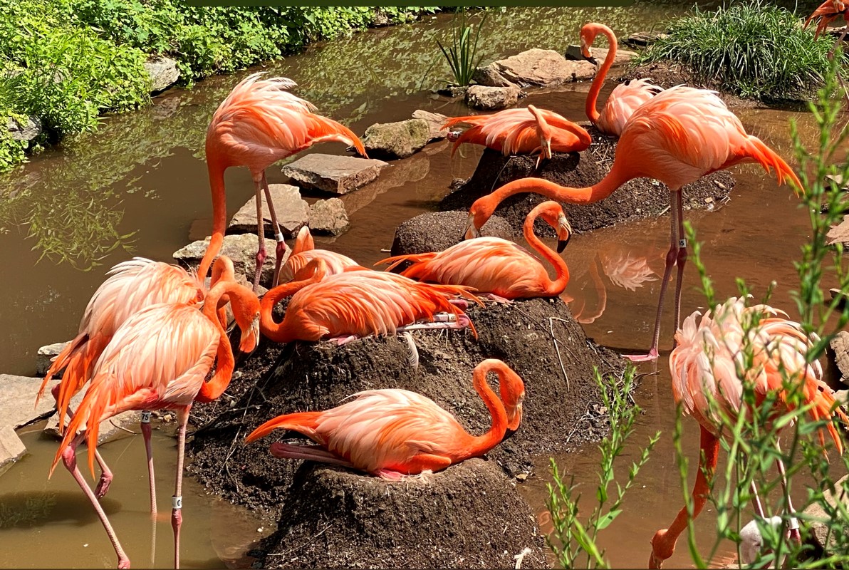 Exploring the Value of a Visit to Philadelphia Zoo - Let's Tour USA