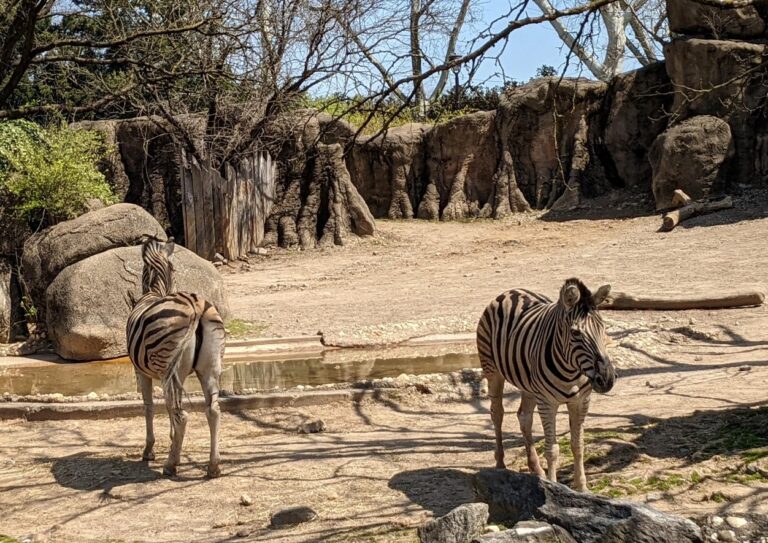 Exploring the Value of a Visit to Philadelphia Zoo - Let's Tour USA